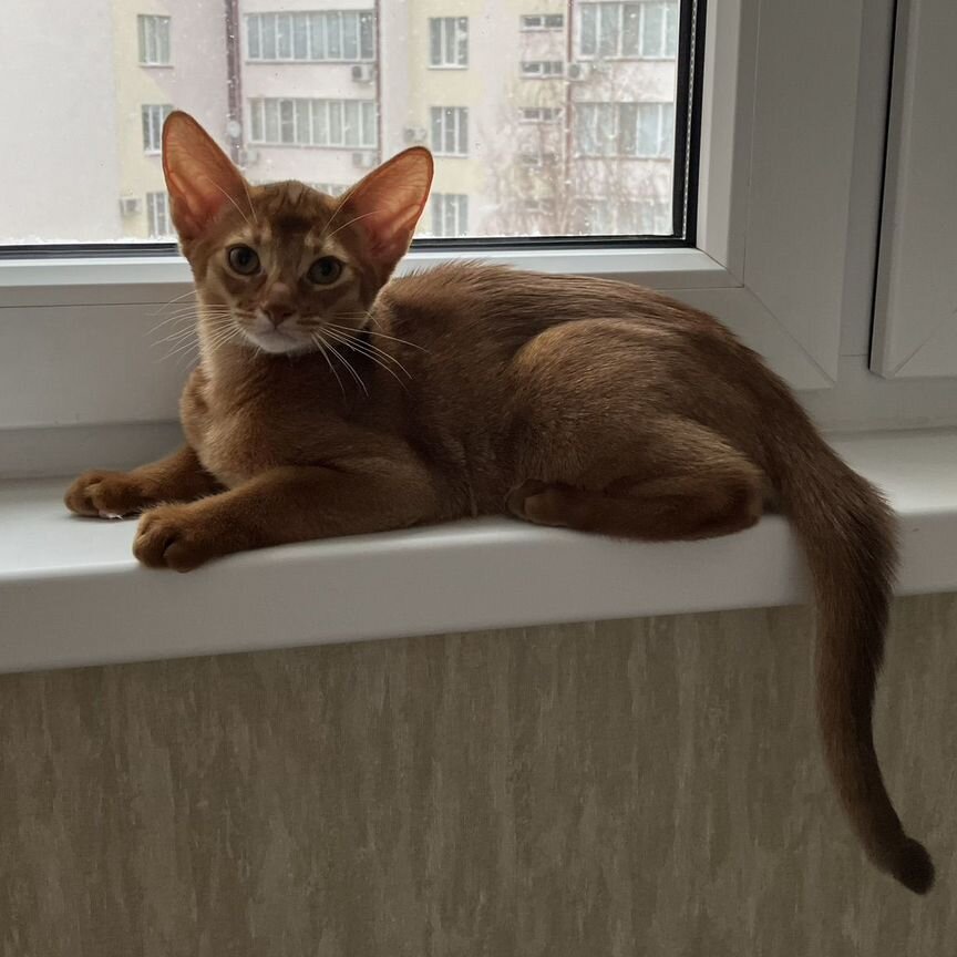 Абиссинские котята