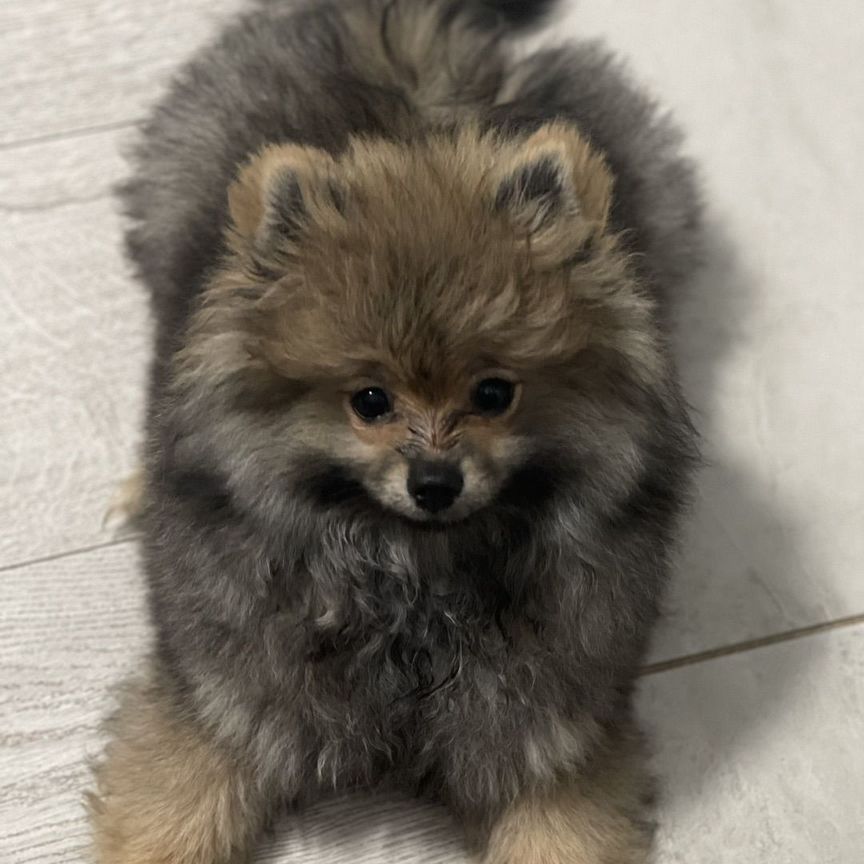 Щенки померанского шпица медвежьего типа