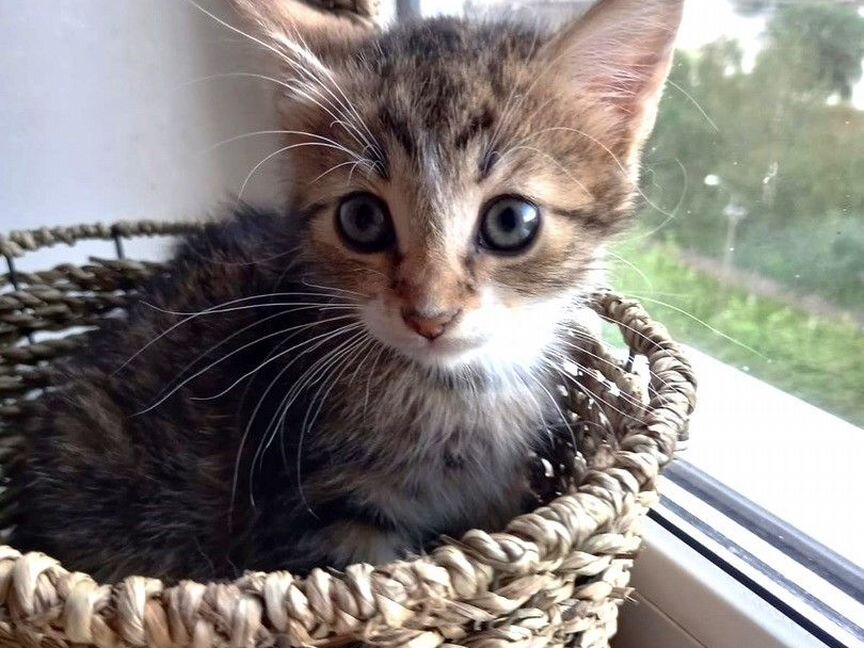 Котеночку очень нужен дом