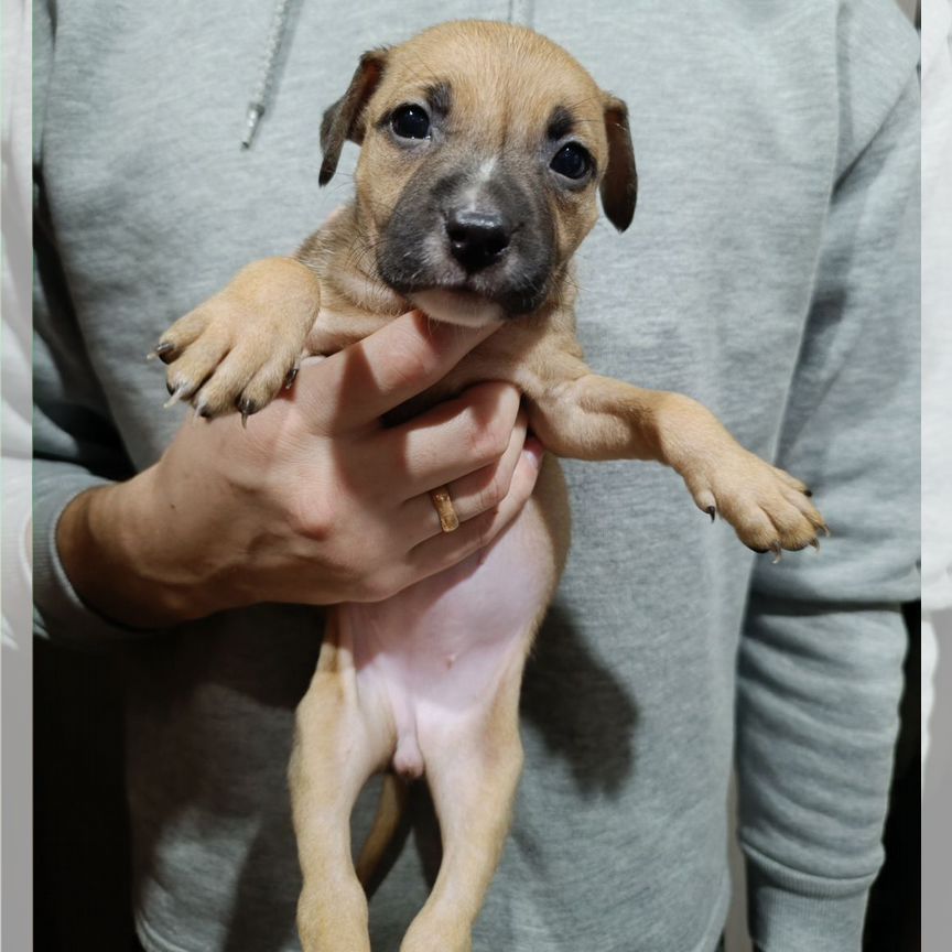 Американский питбультерьер, щенок