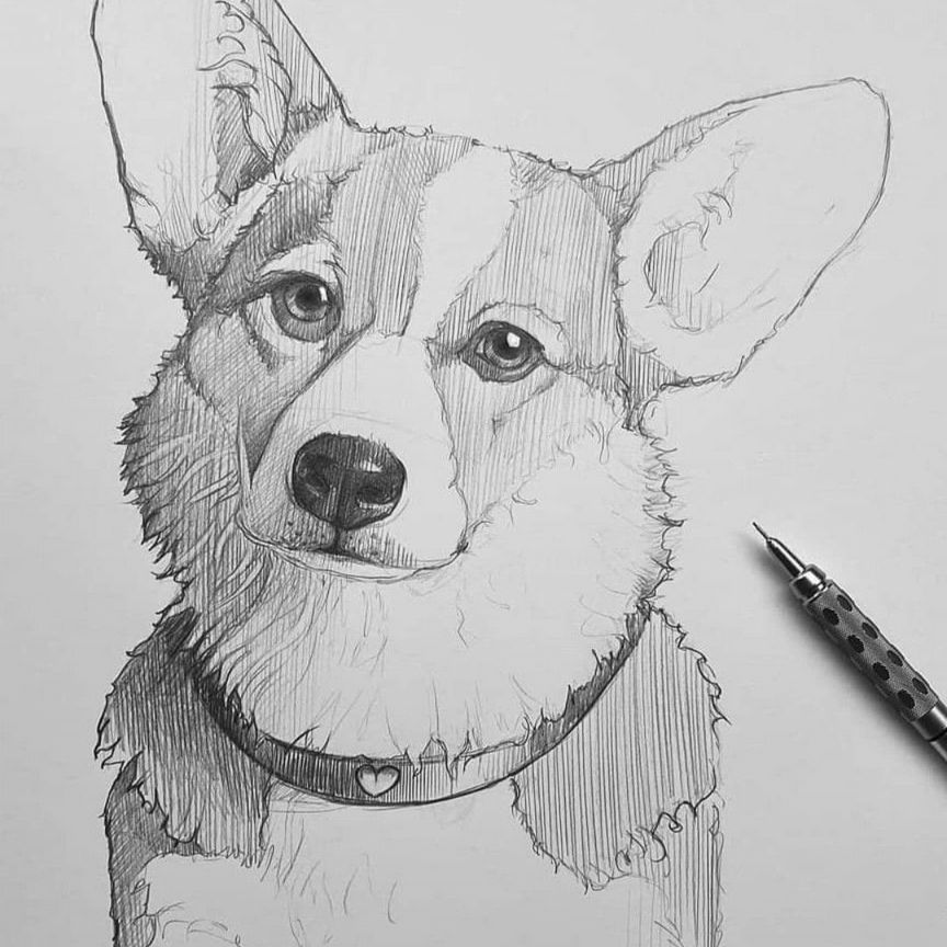 Рисую ваших питомцев