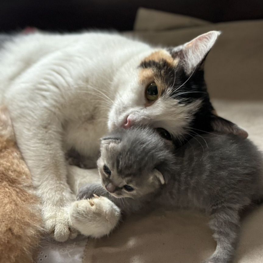 Отдам в добрые руки котят