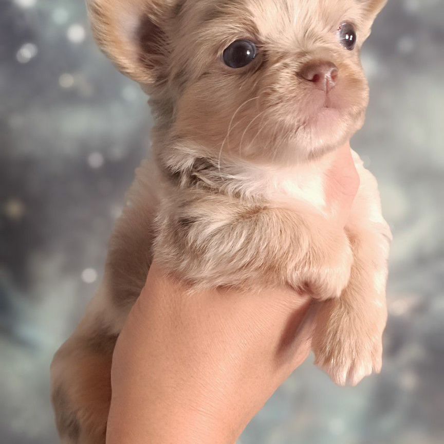 Настоящий Бриллиант