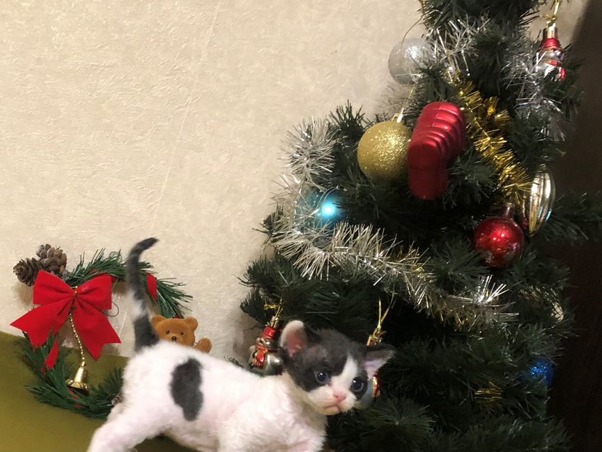 Котята девон-рекс