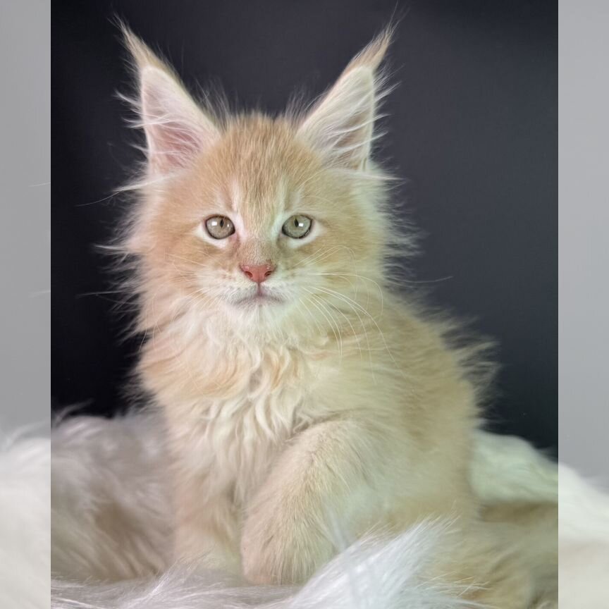 Мейн-кун котёнок