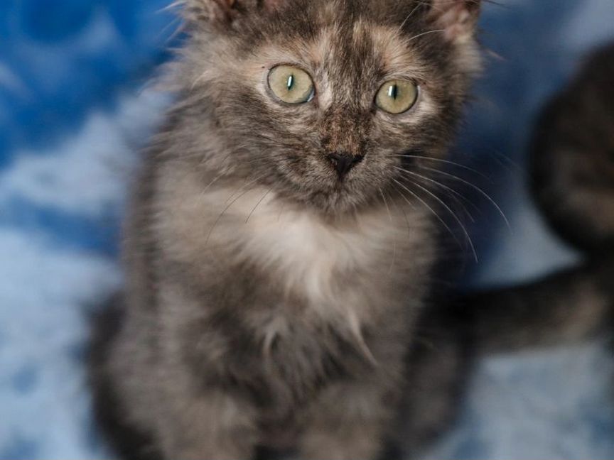 Кошечка Пушка