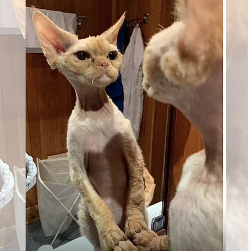 Девон-рекс, взрослая кошка