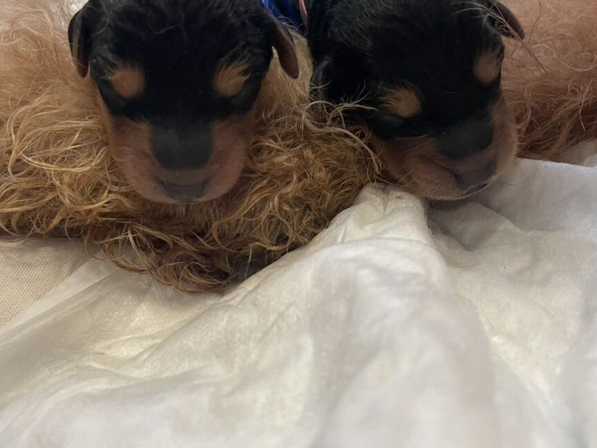 Щенки эрдельтерьера