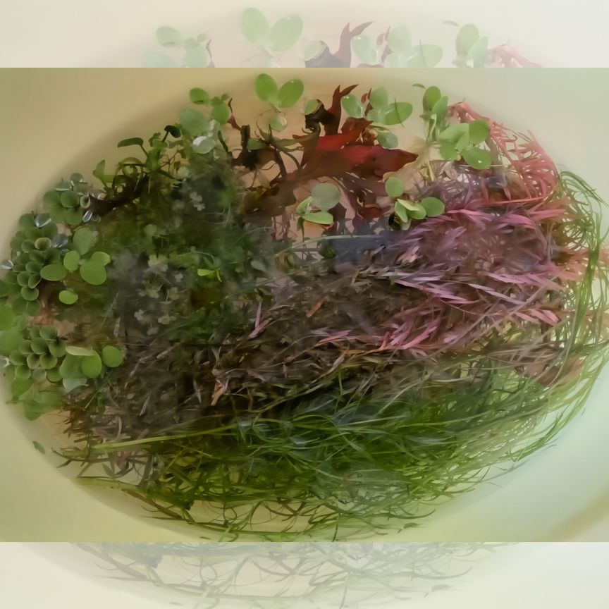 Прополка аквариумных растений