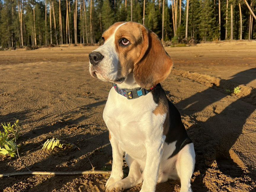 Вязка кобель Бигль