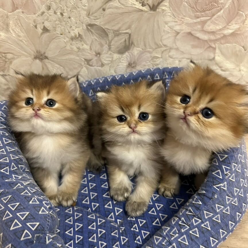 Британские котята