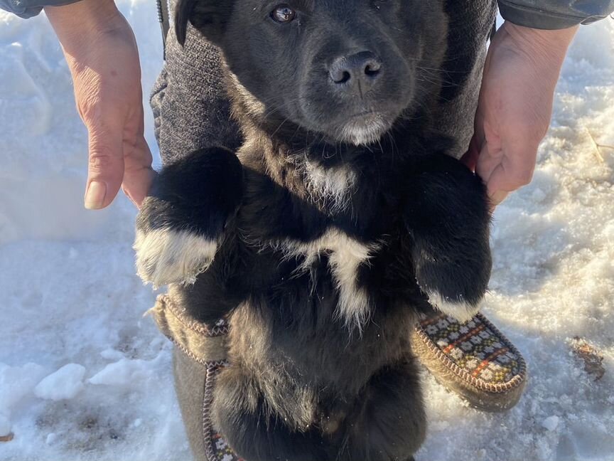 Отдам щенка в добрые руки