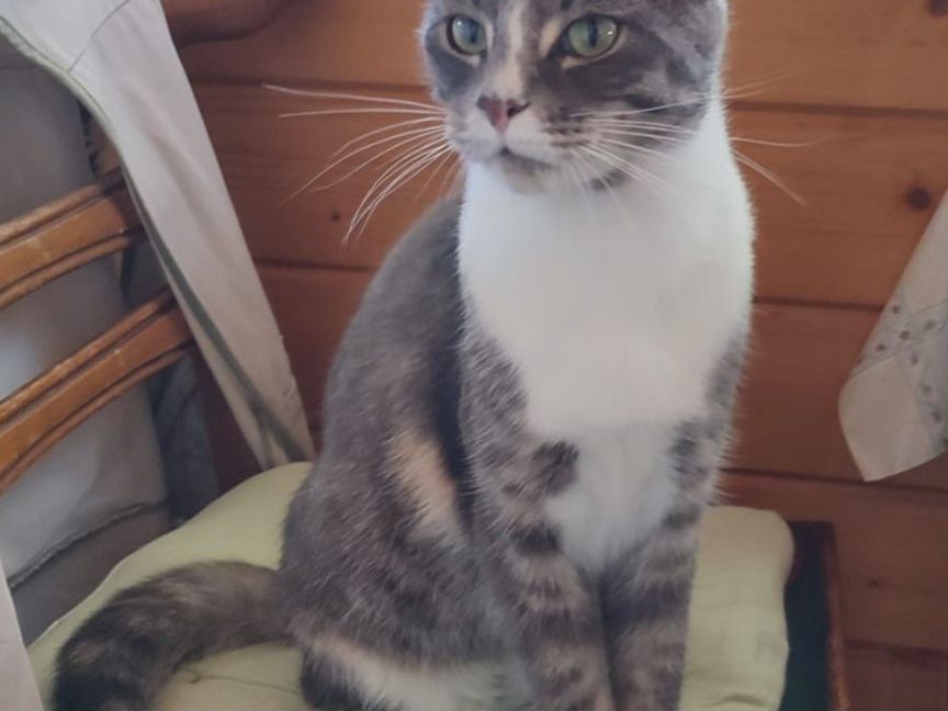 Кошка в дар