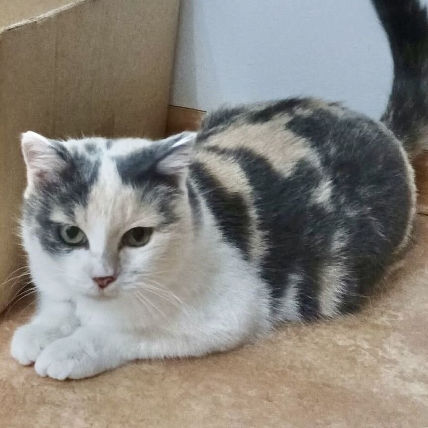 Взрослая, Девочка кошка в добрые руки