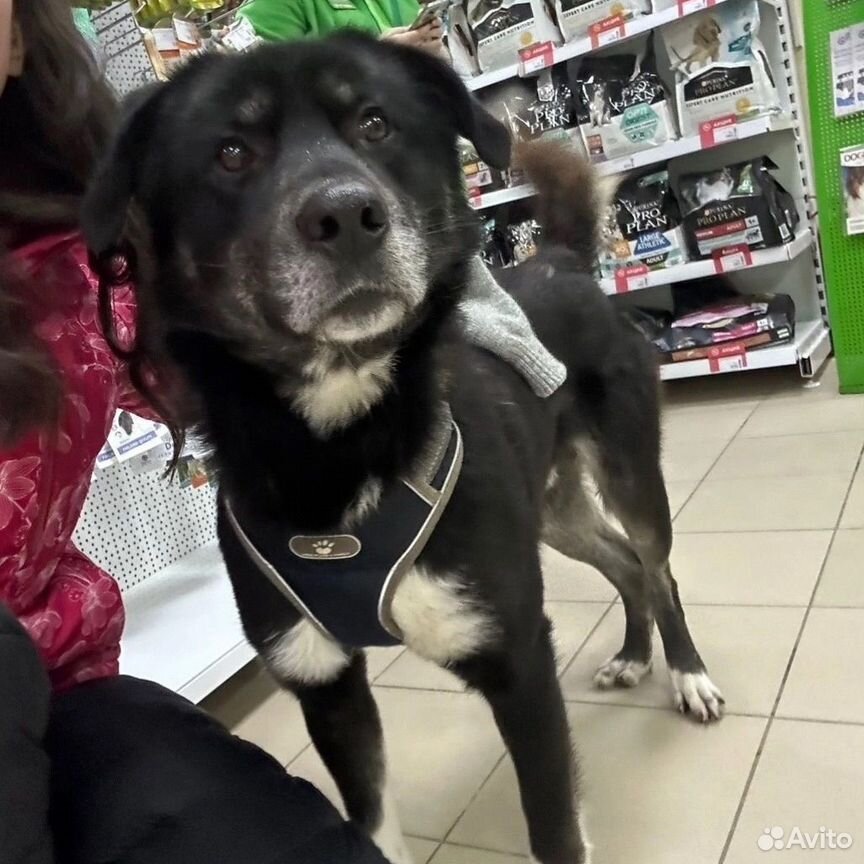 Собака