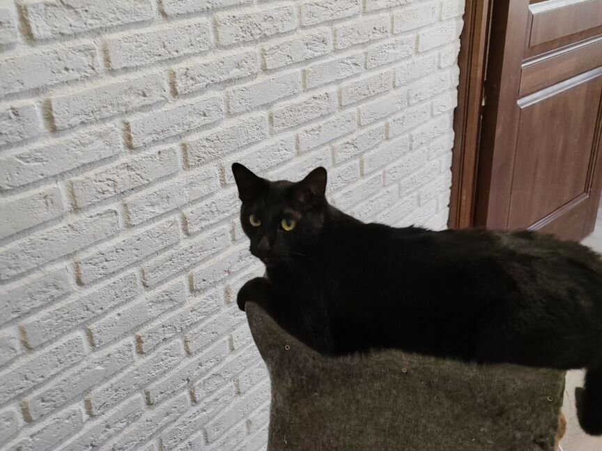 Кот в дар бесплатно