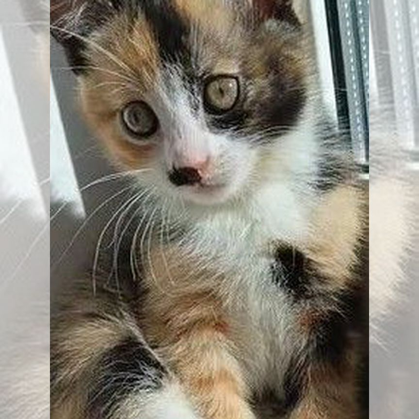 Сибирский котёнок