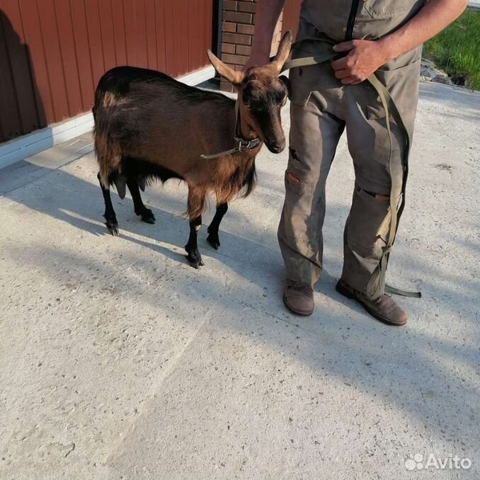 Коза дойная альпийская
