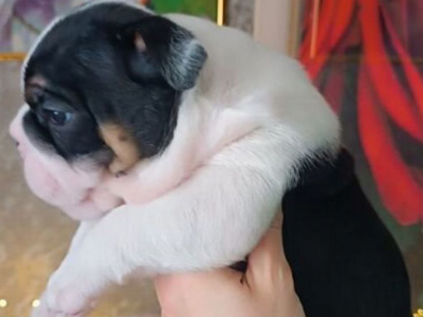 Щенки английского бульдога