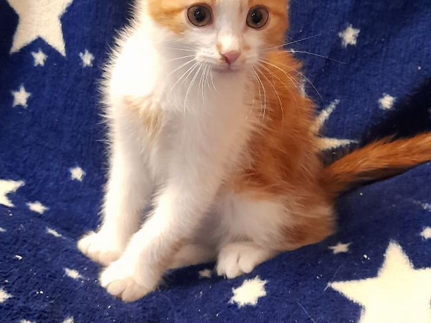 Котята в дар бесплатно