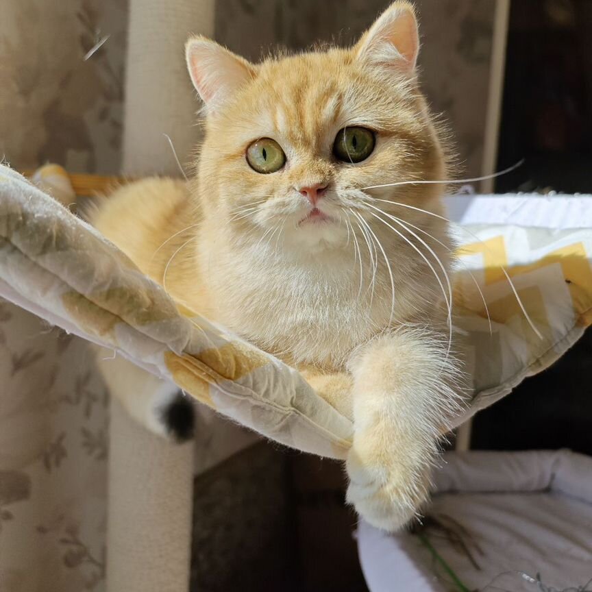 Британская девочка ny 12