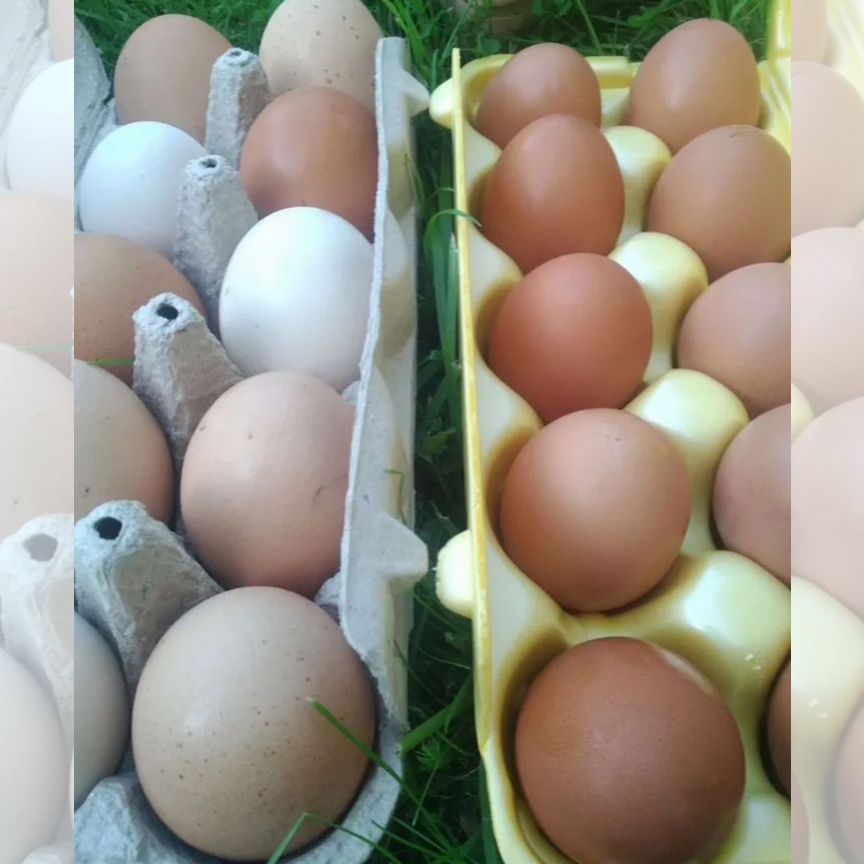 Яйцо куриное инкубационное