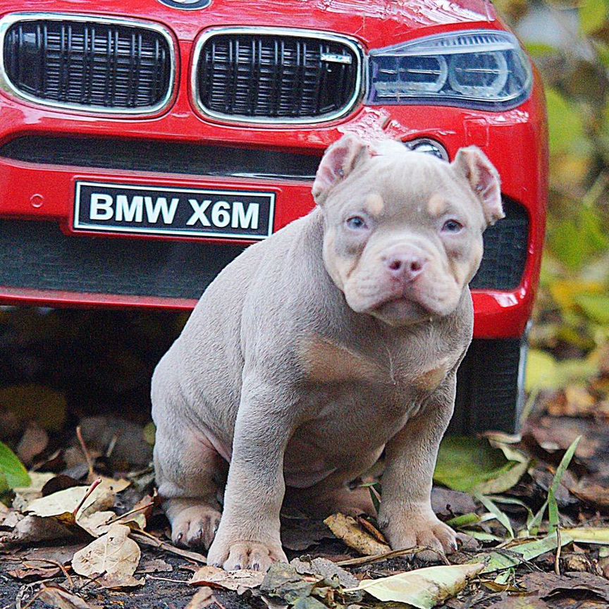 Американский булли/питомник