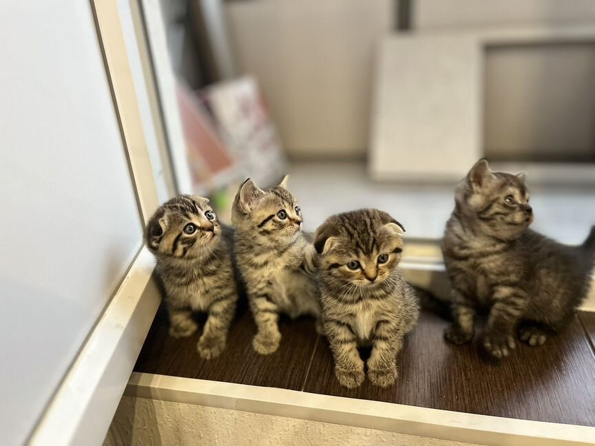 Шотландские вислоухие котята мраморные