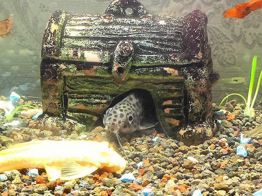 Сом Кукушка (Синодонтис Многопятнистый)