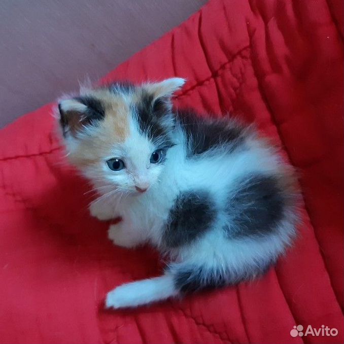 Манечка - маленький котенок, которому нужен дом