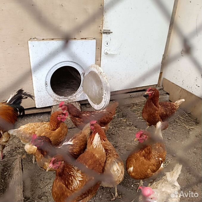 Куры несушки ломан braun