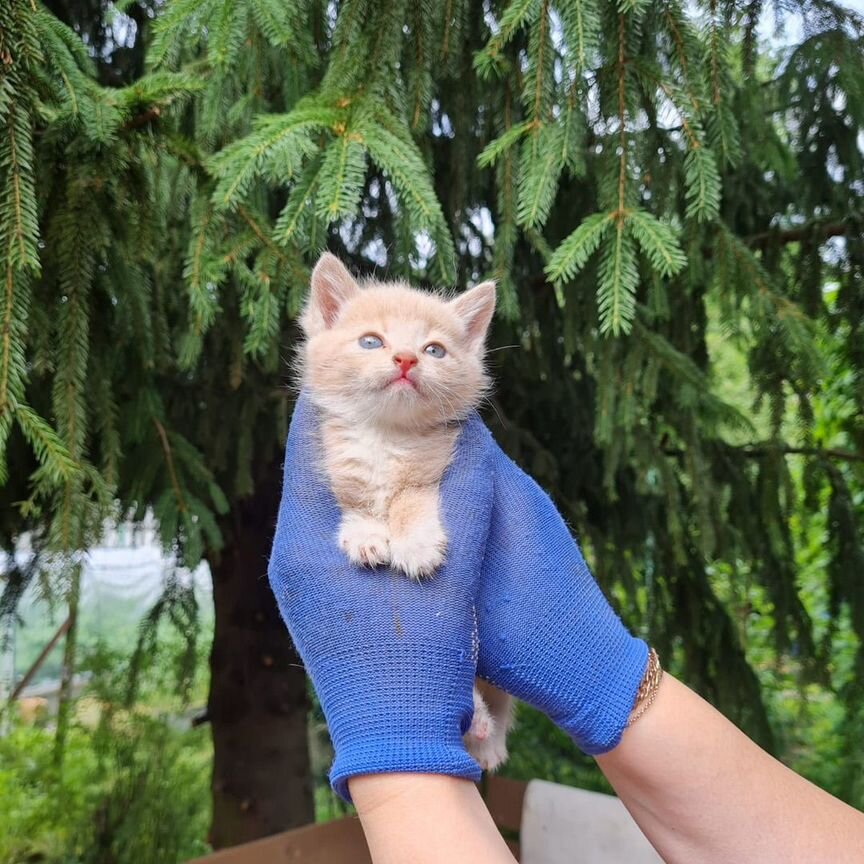 Котенок бесплатно