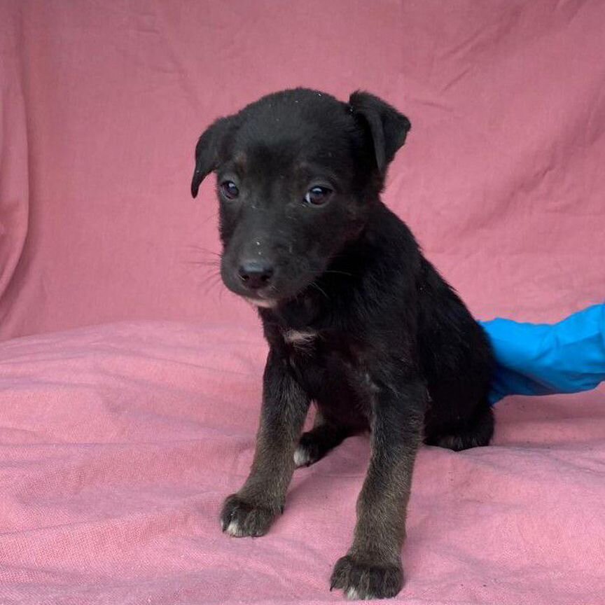 Щенок девочка в добрые руки