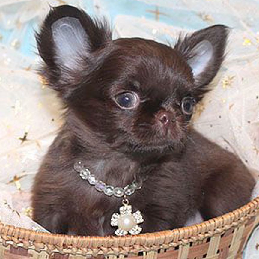 Мини - мини шоколадная малышка