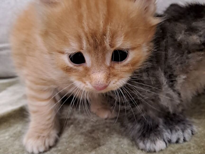 Отдам в добрые руки маленьких котят