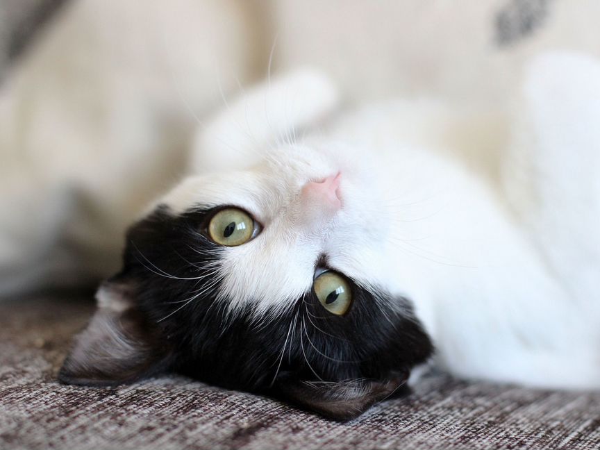 Котенок ищет любящих родителей