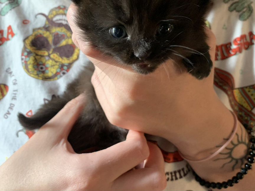 Котята