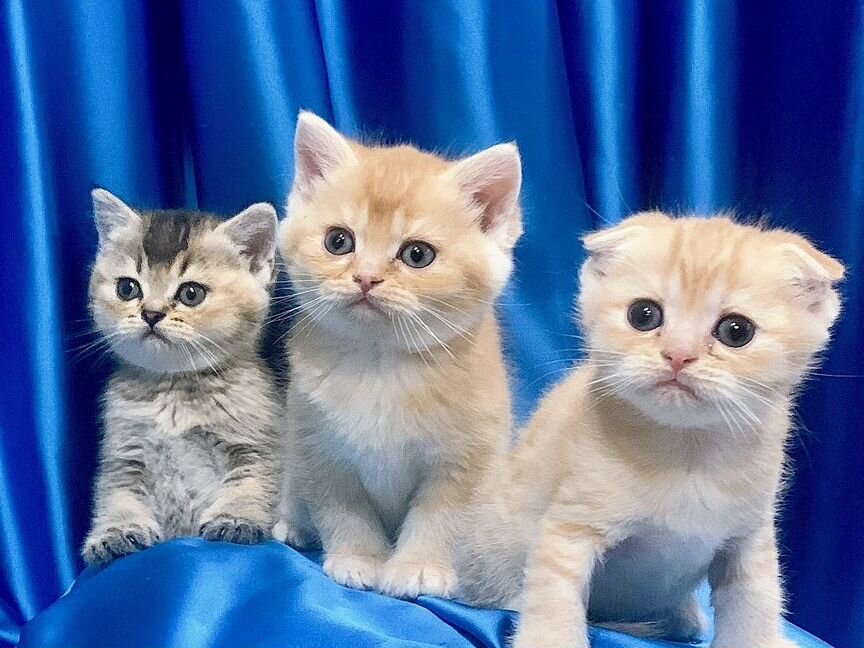 Шотландская золотая шиншилла