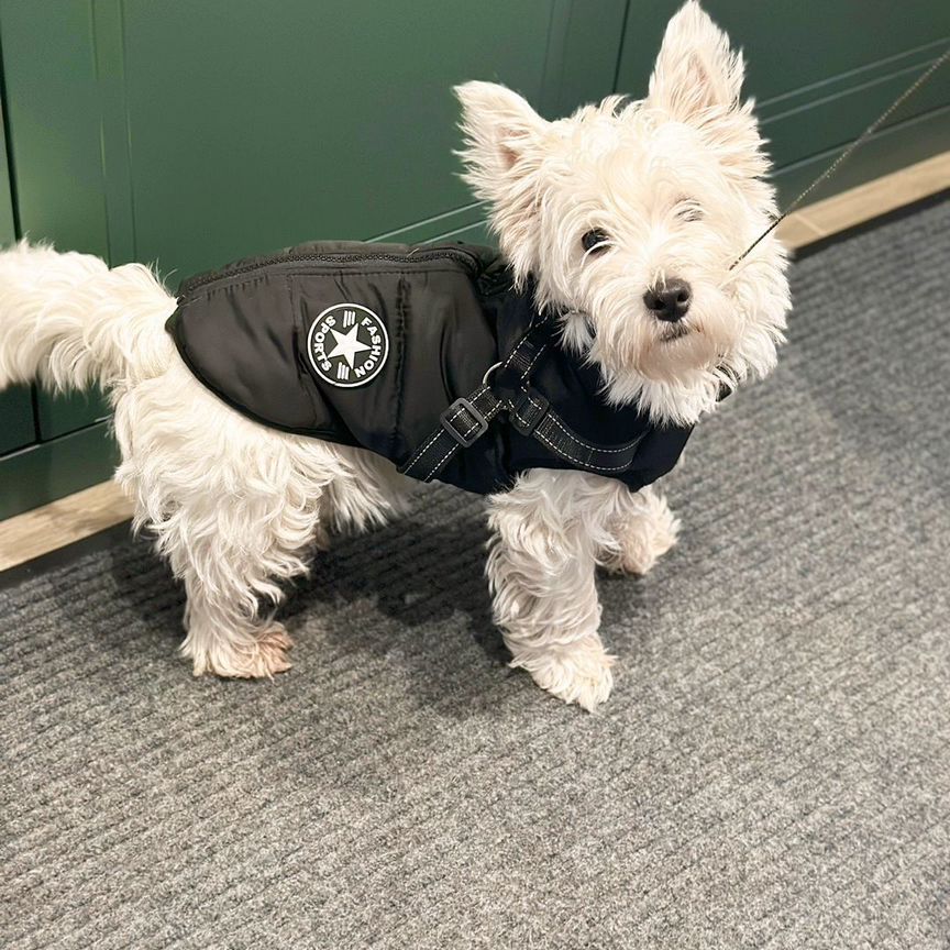 Вест хайленд уайт терьер