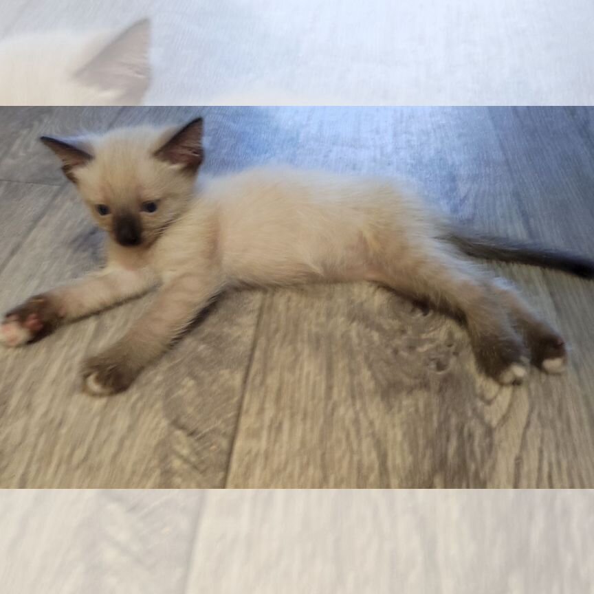 Сиамский котёнок