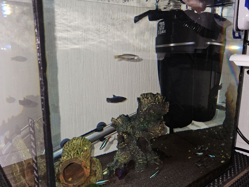 Аквариум 50л с рыбками