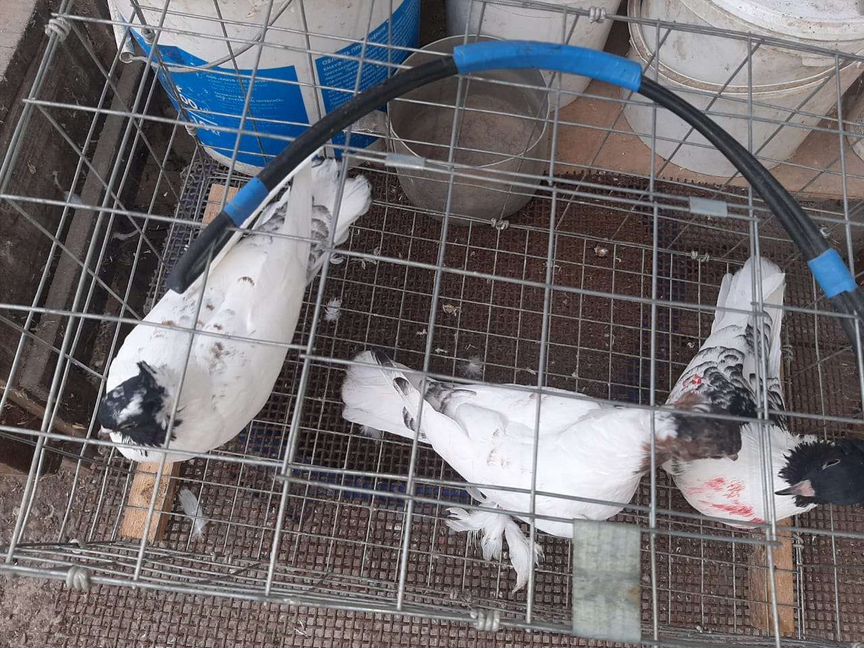 Голуби бакинцы игровые