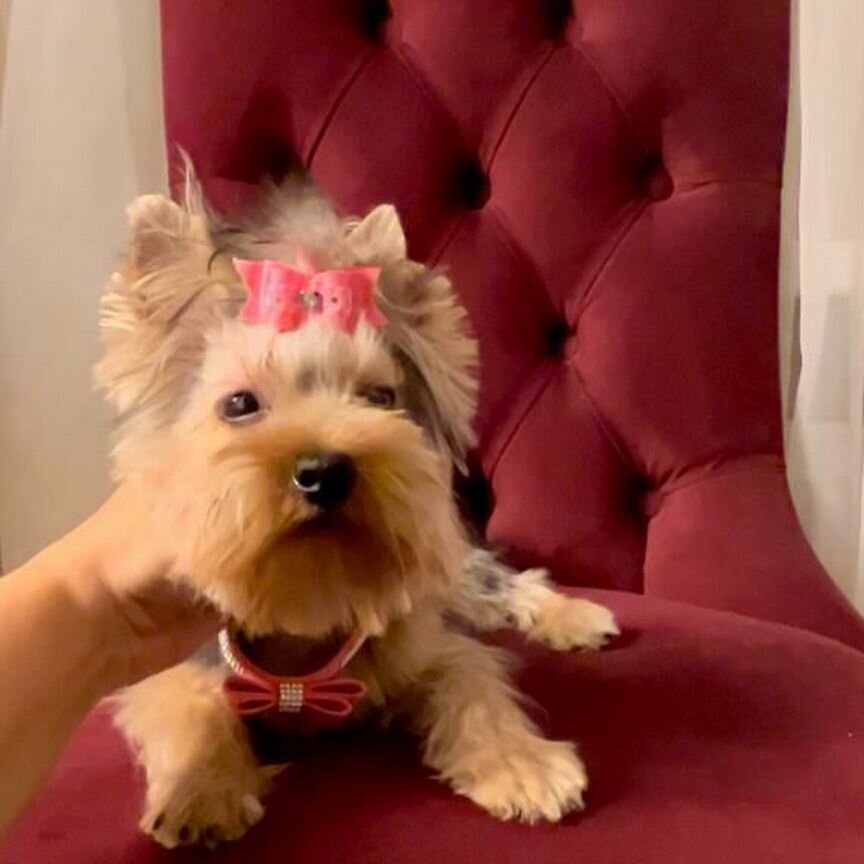 Йоркширский терьер, щенок