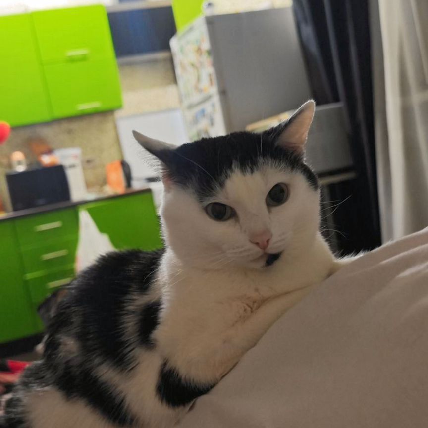 Отдам кота в добрые руки