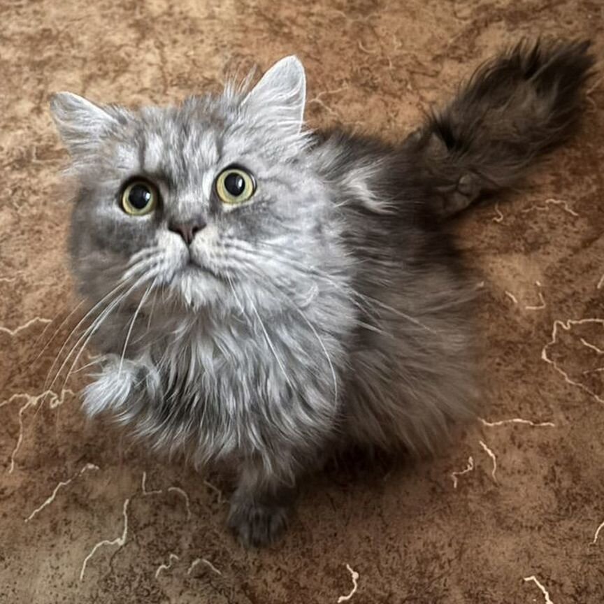 Британский кот