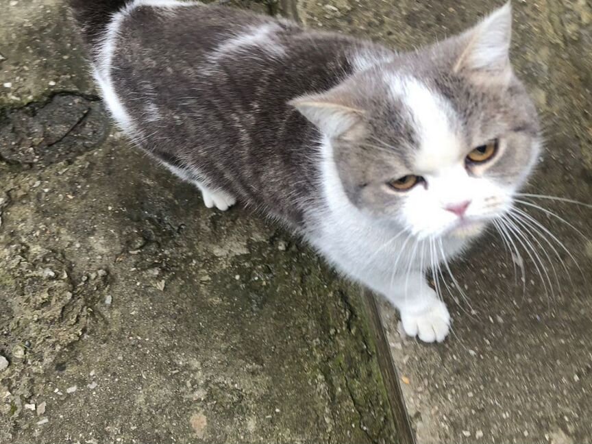 Найдена кошка