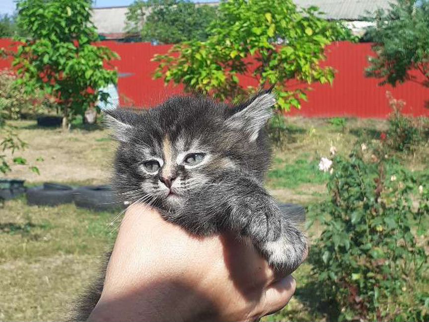 Кошка