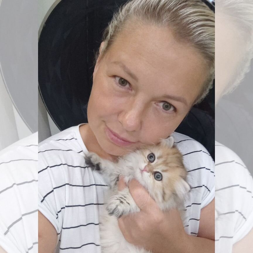 Британские котята длинношерстные