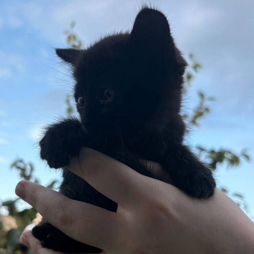 Котята в добрые руки бесплатно
