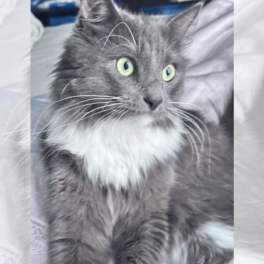 Лучший котик в добрые руки